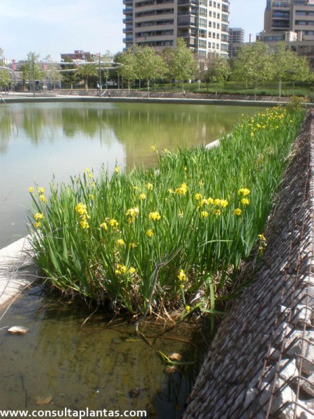 Iris pseudacorus or Yellow iris | Care and Growing
