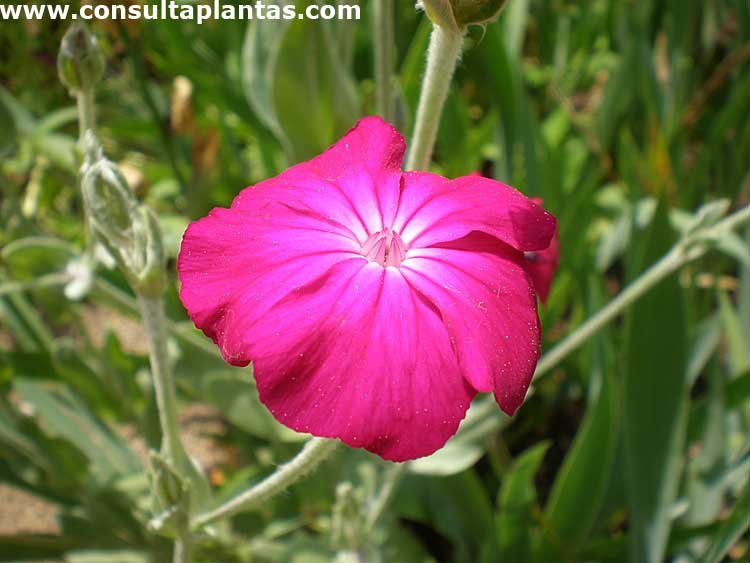 Lychnis coronaria or Rose campion | Care and Growing