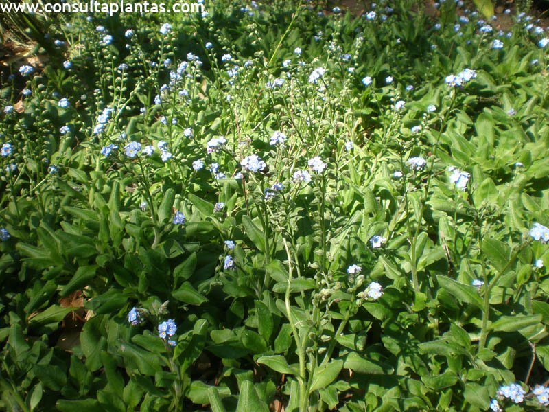 Myosotis, Nomeolvides o Miosotis | Cuidados