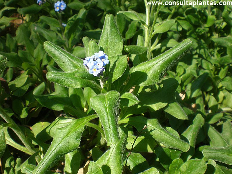 Myosotis, Nomeolvides o Miosotis | Cuidados