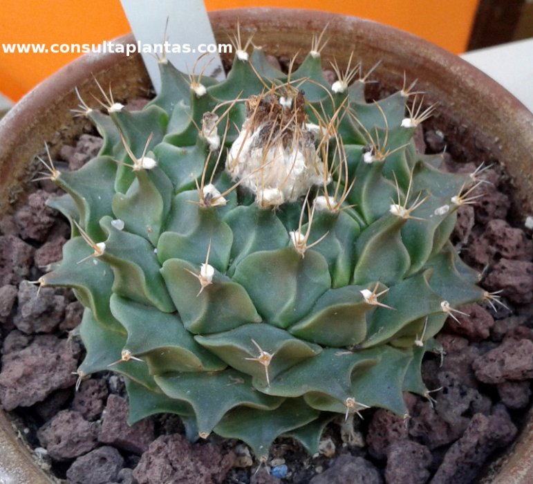 Obregonia denegrii or Artichoke cactus | Care and Growing