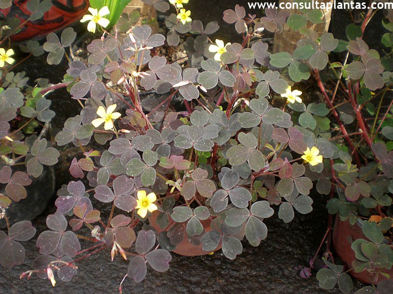 Oxalis corniculata o Aleluya | Cuidados