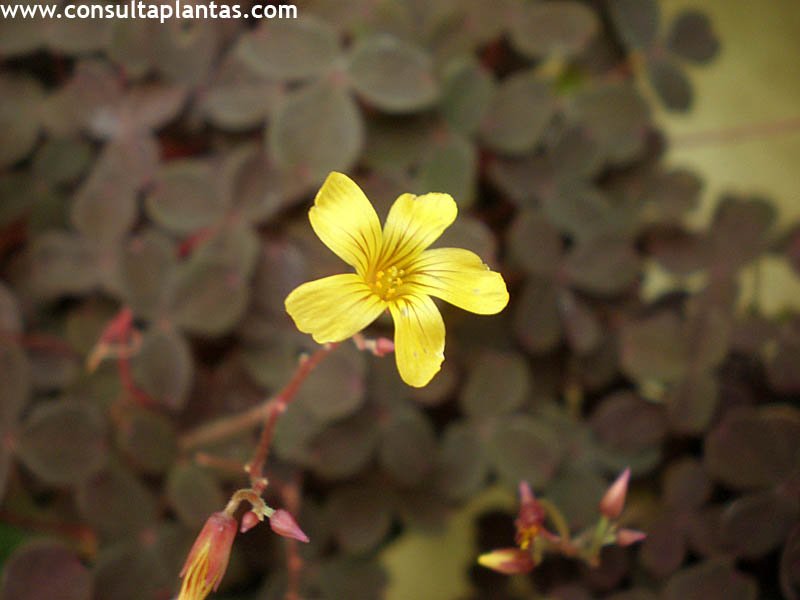 Oxalis corniculata o Aleluya | Cuidados
