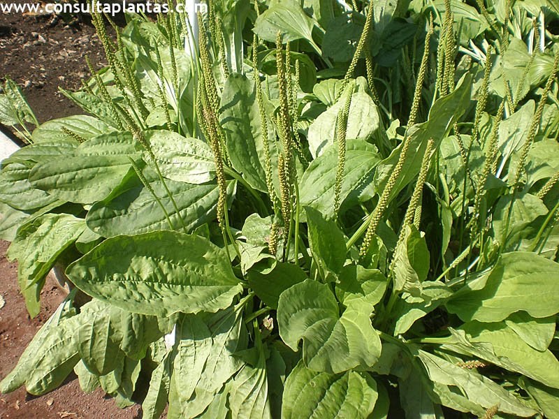 Plantago major o Llantén mayor | Cuidados
