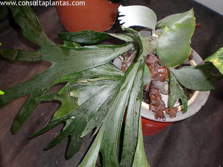 Platycerium alcicorne o Cuerno de Alce | Cuidados