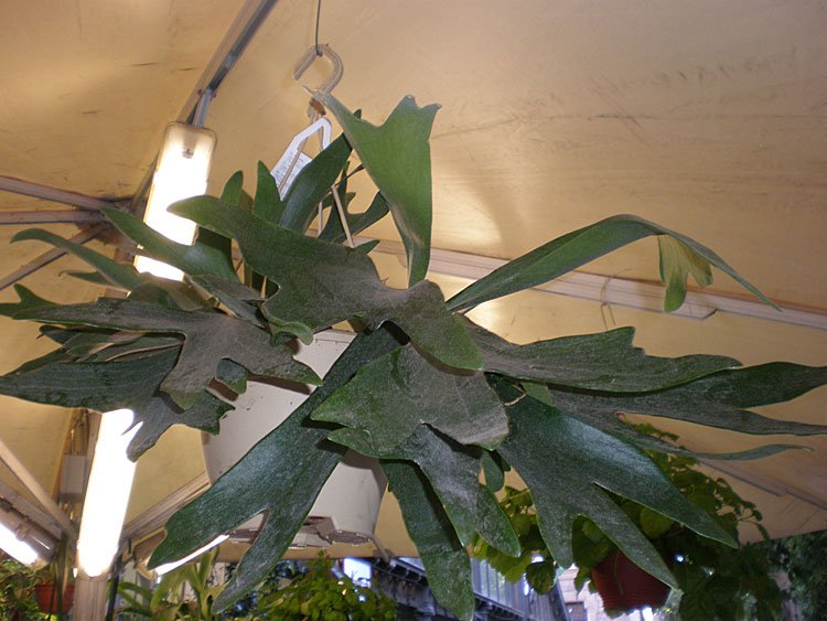 Platycerium alcicorne: Staghorn Fern | Care and Growing