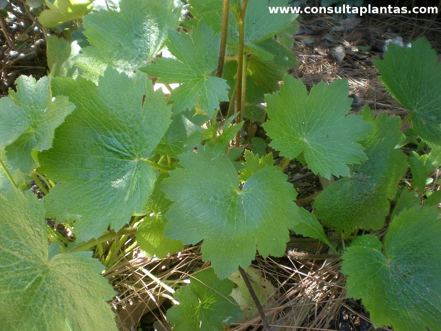 Ranunculus cortusifolius or Canary buttercup | Care and Growing