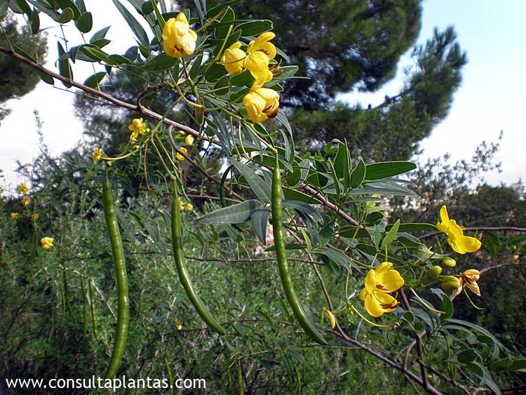 Senna corymbosa, Sen del campo o Rama negra | Cuidados