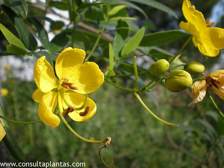 Senna corymbosa, Sen del campo o Rama negra | Cuidados