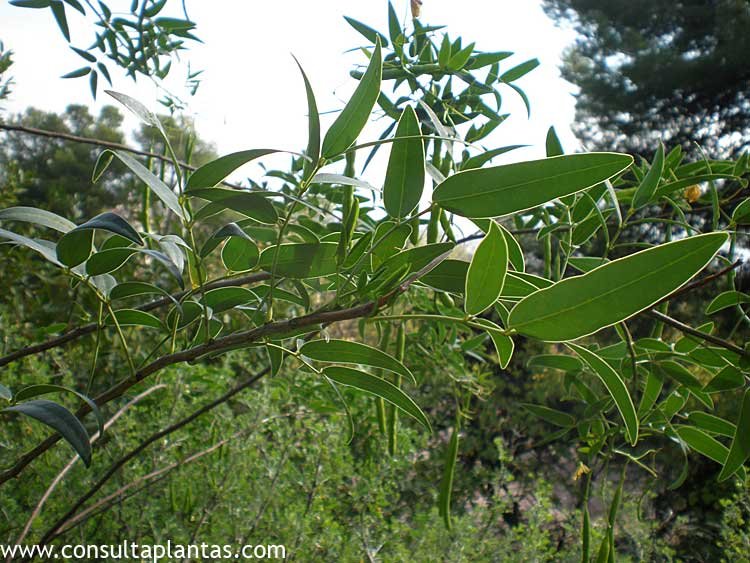 Senna corymbosa, Sen del campo o Rama negra | Cuidados
