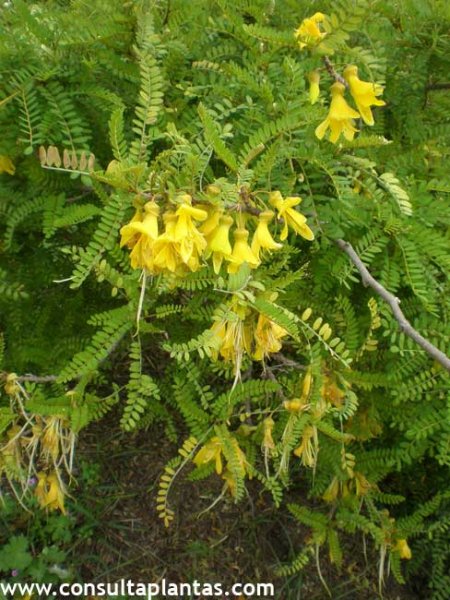 Sophora toromiro or Toromiro | Care and Growing