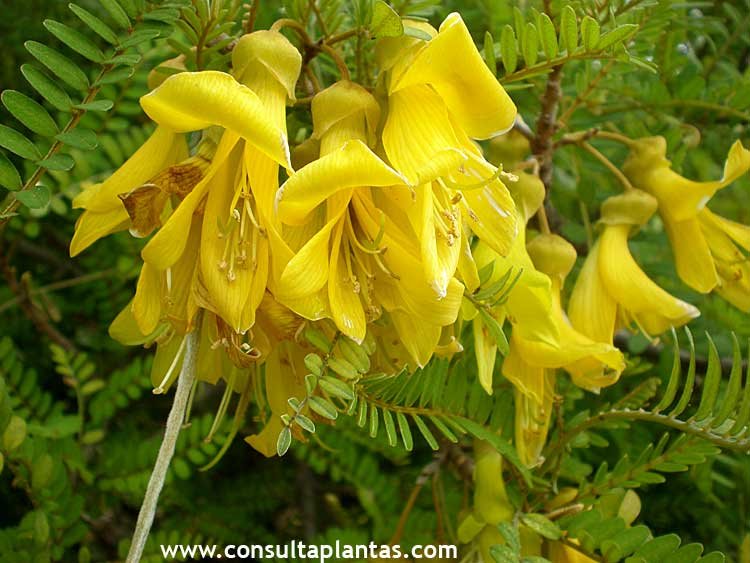 Sophora toromiro o Toromiro | Cuidados