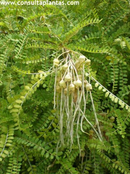 Sophora toromiro o Toromiro | Cuidados