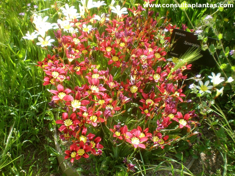 Sparaxis tricolor, Arlequina o Esparaxis | Cuidados