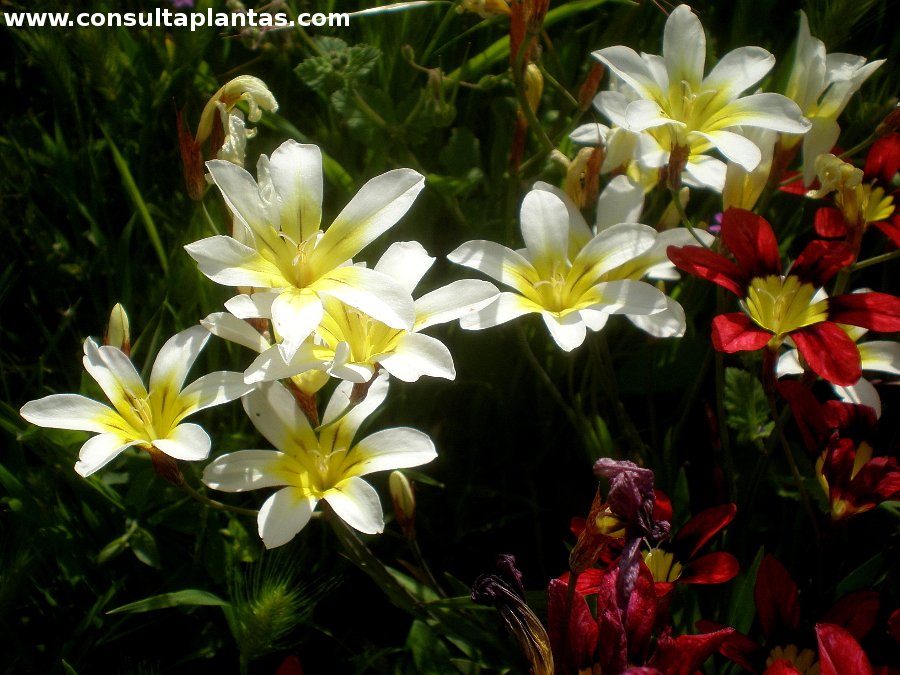 Sparaxis tricolor, Arlequina o Esparaxis | Cuidados