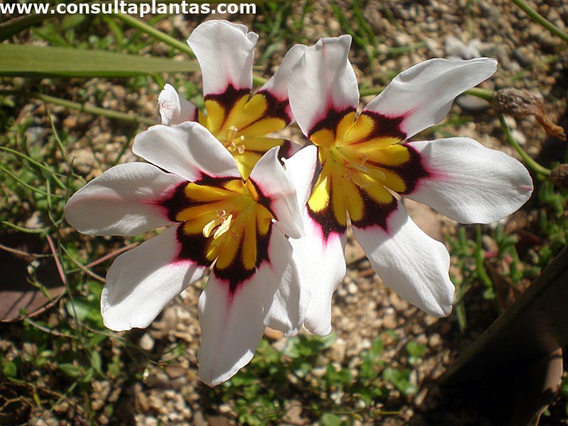 Sparaxis tricolor, Arlequina o Esparaxis | Cuidados