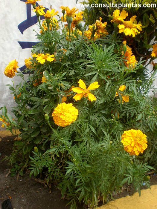 Tagetes erecta o Tagete | Cuidados