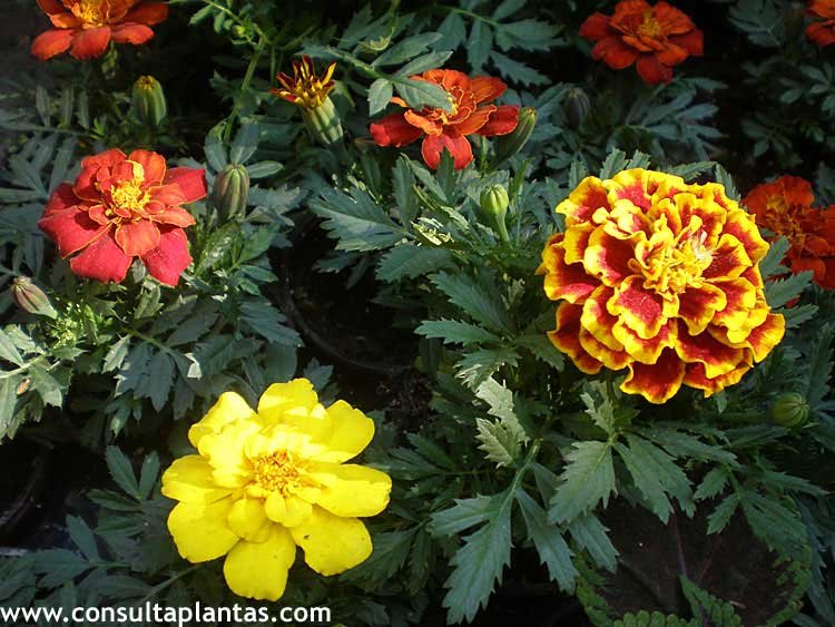 Tagetes patula o Clavel de moro | Cuidados