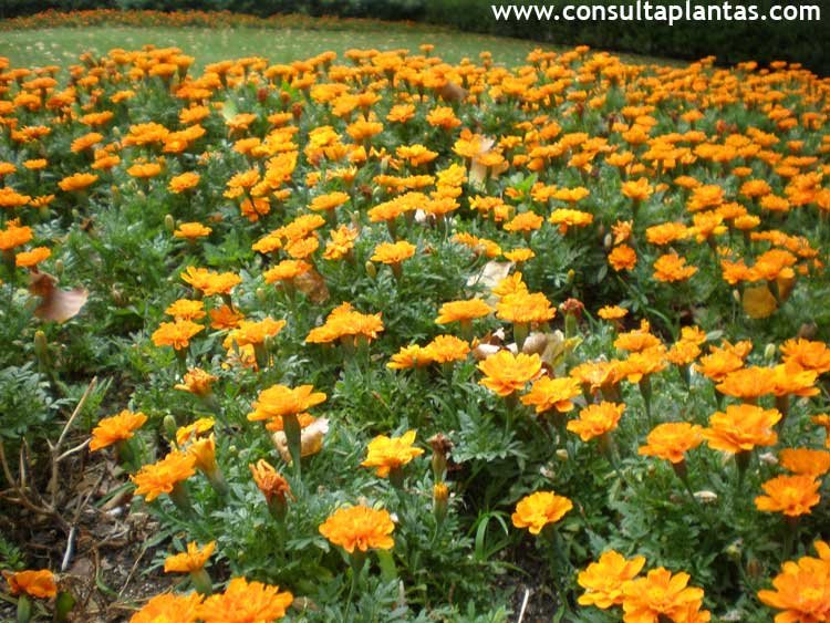 Tagetes patula o Clavel de moro | Cuidados