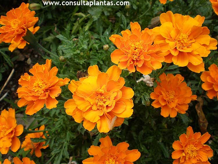 Tagetes patula o Clavel de moro | Cuidados