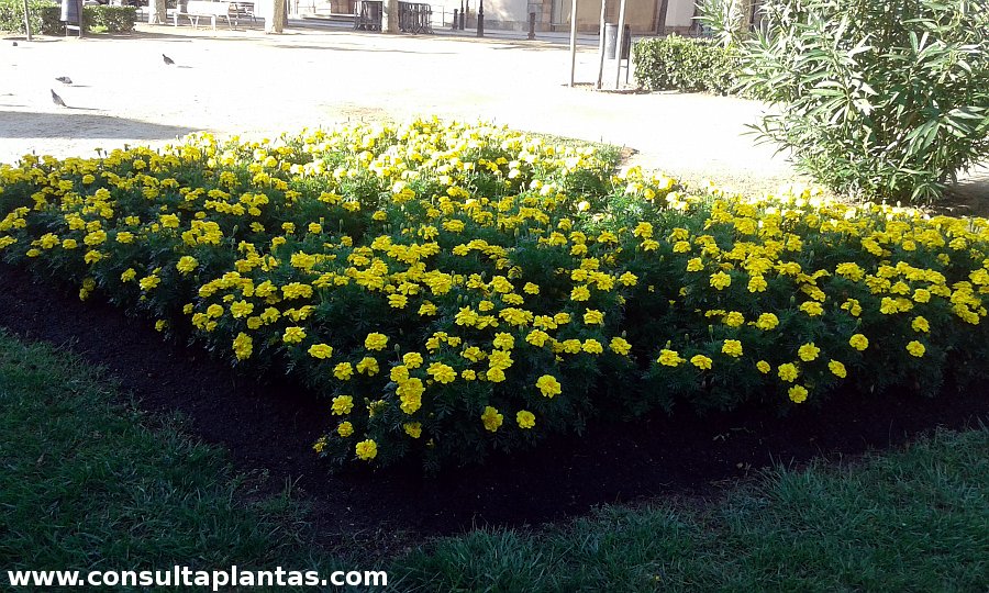 Tagetes patula o Clavel de moro | Cuidados