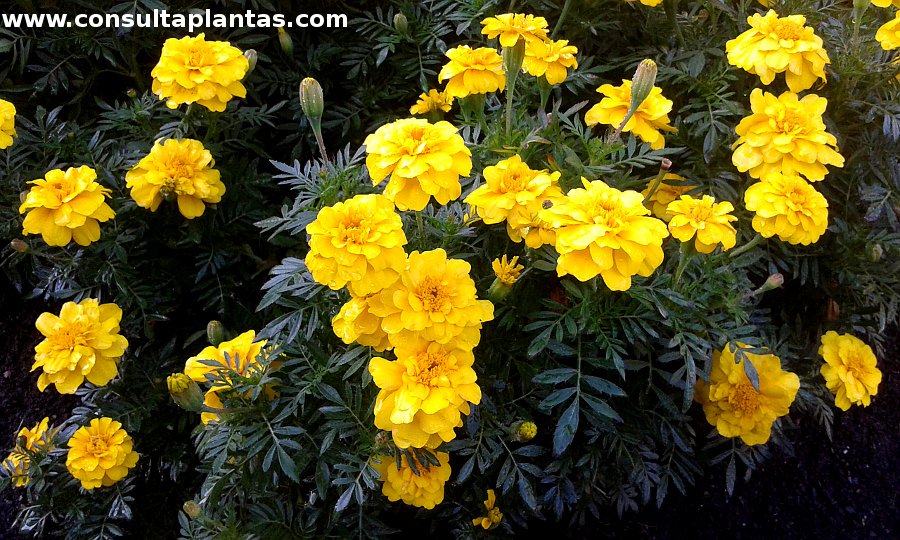 Tagetes patula or French marigold | Care and Growing