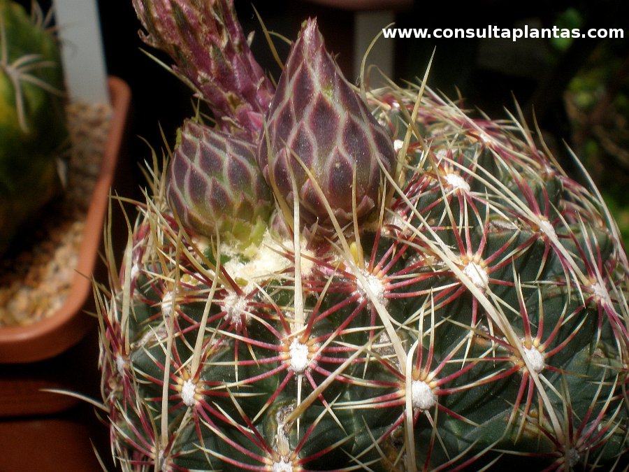 Thelocactus bicolor or Glory of Texas | Care and Growing